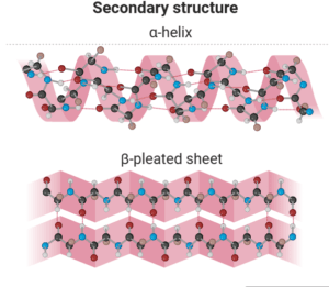 Structures of Proteins | 4 types- Primary, Secondary, Tertiary
